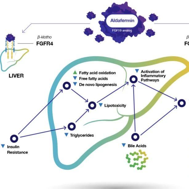 NASH update (May 24th): FGF19 Aldafermin Ph2b ALPINE2/3 data - 药时代DrugTimes