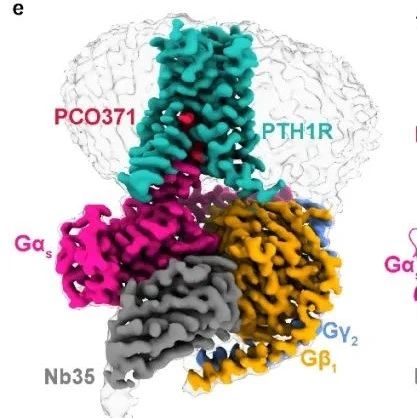 Nature | 上海药物所揭示B类GPCRs新型小分子药物靶点的偏向性激活机制 - 药时代DrugTimes