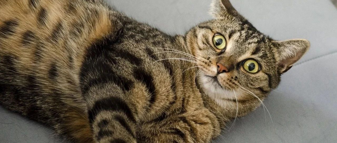 “PD-1+TIGIT”全方位打不过化疗？TIGIT，年度最神奇靶点…… - 药时代DrugTimes