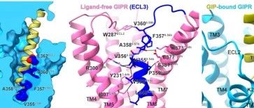 王明伟/杨德华/周庆同团队通过研究GLP-1R、GCGR和GIPR的“裸奔”结构揭示其激活前与G蛋白的预偶联状态 - 药时代DrugTimes